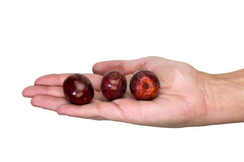 Ginjol O Azufaifa - Jujuba Del Ziziphus Imagen de archivo - Imagen de ...