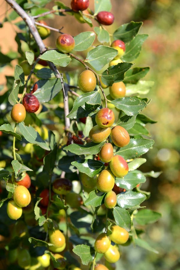 Una Rama Del Azufaifa-buen Lat De La Cosecha Jujuba Del Ziziphus Foto ...