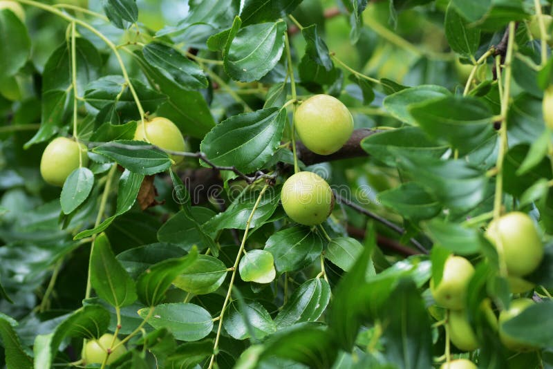 Frutas Verdes De La Azufaifa Aisladas En Blanco Imagen de archivo ...