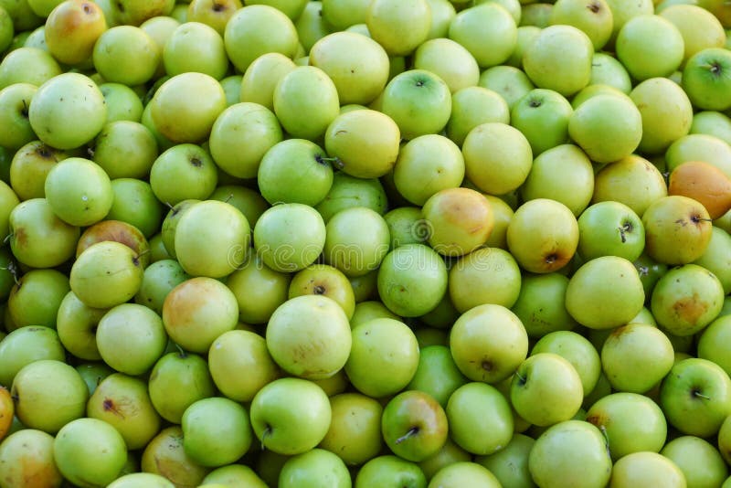 El árbol Indio De La Azufaifa, árbol Grande Que Crece En El Campo De ...