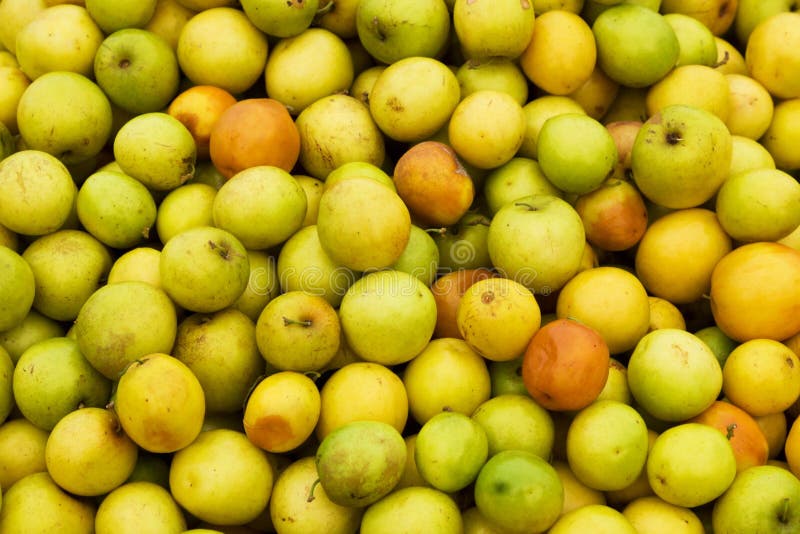 Azufaifa salvaje imagen de archivo. Imagen de crecimiento - 77332359