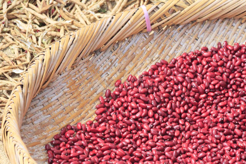 Azuki Bean , Red Bean stock photo. Image of vegetarian - 23942896