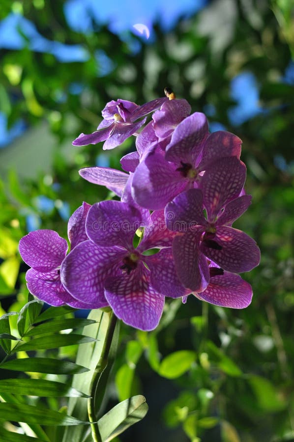 Vanda - Flor Azul Do Orchind Imagem de Stock - Imagem de problemas ...