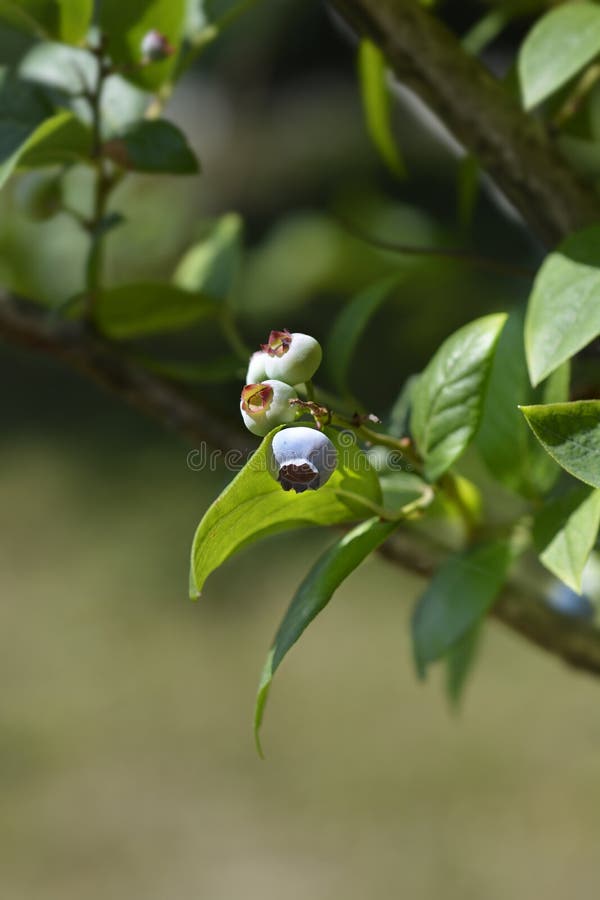 Azul-de-groselha imagem de stock. Imagem de nave, fruta - 260783727