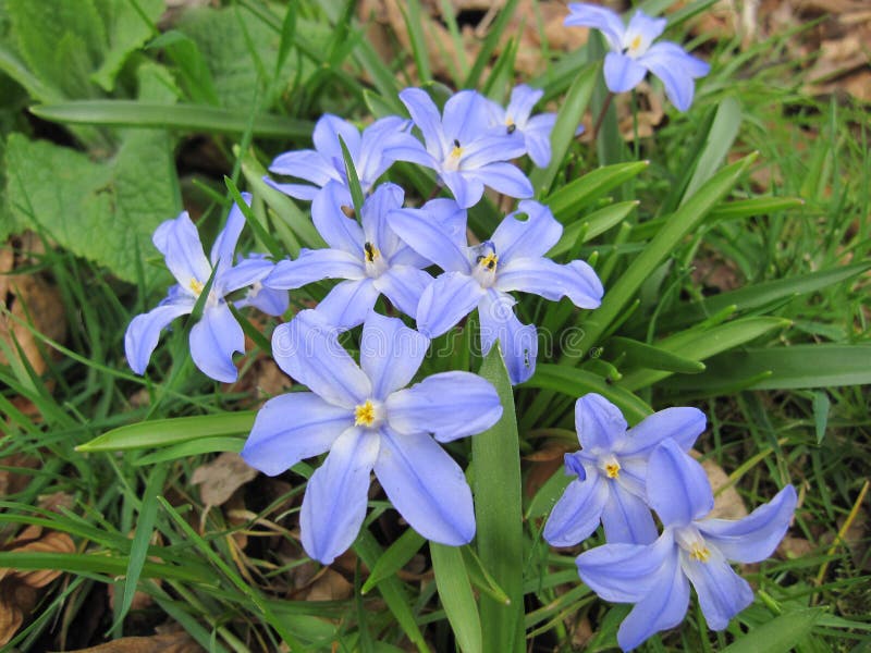 Azul de la primavera foto de archivo. Imagen de azul - 114008396