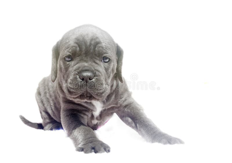 Azul del perrito cubierto imagen de archivo. Imagen de perro - 117562829