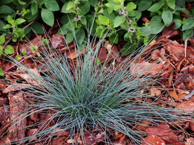 Azul Intenso Do ` Do Glauca Do Festuca `` Imagem de Stock - Imagem de ...