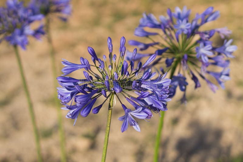 Azul Natureza e paisagens foto de stock. Imagem de azul - 120071598