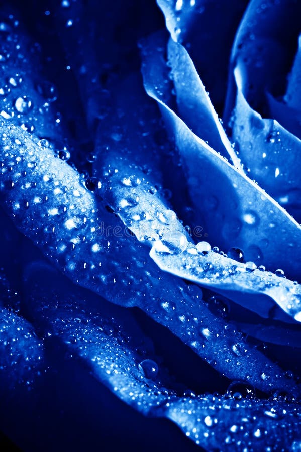 Azul Rose with Water Drops De Beautiul Do Close-up Imagem de Stock ...