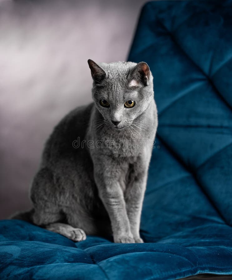 Azul russo foto de stock. Imagem de gato, cara, relaxado - 197932062