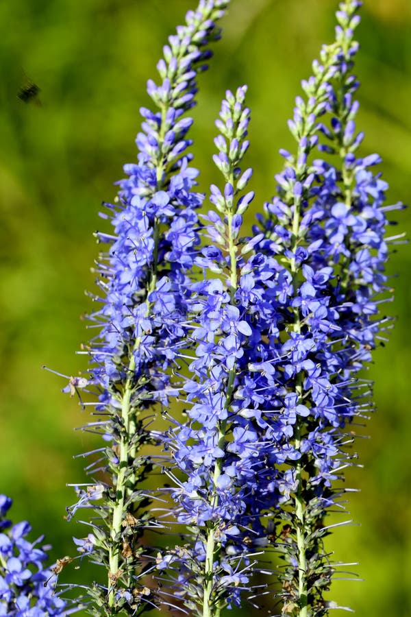 12,874 Terroso Fotos - Libres de Derechos y Gratuitas de Dreamstime