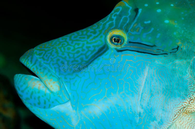 Azur coloured seafish stock photo. Image of cyan, swimming - 8647262