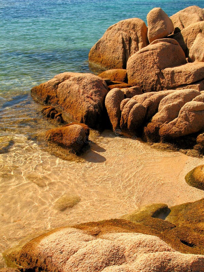 Green Tree Frog Close Up stock image. Image of green, toes - 1698393