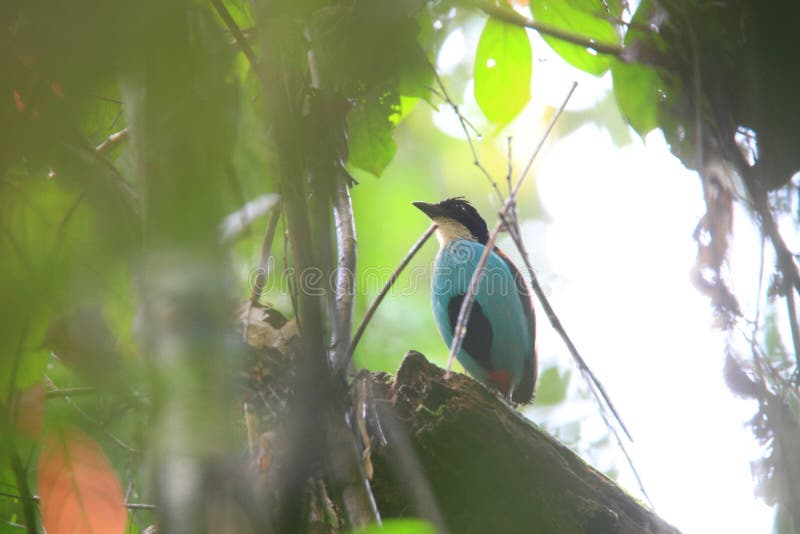 Azure-breasted Pitta stock photo. Image of pitta, azure - 57266106