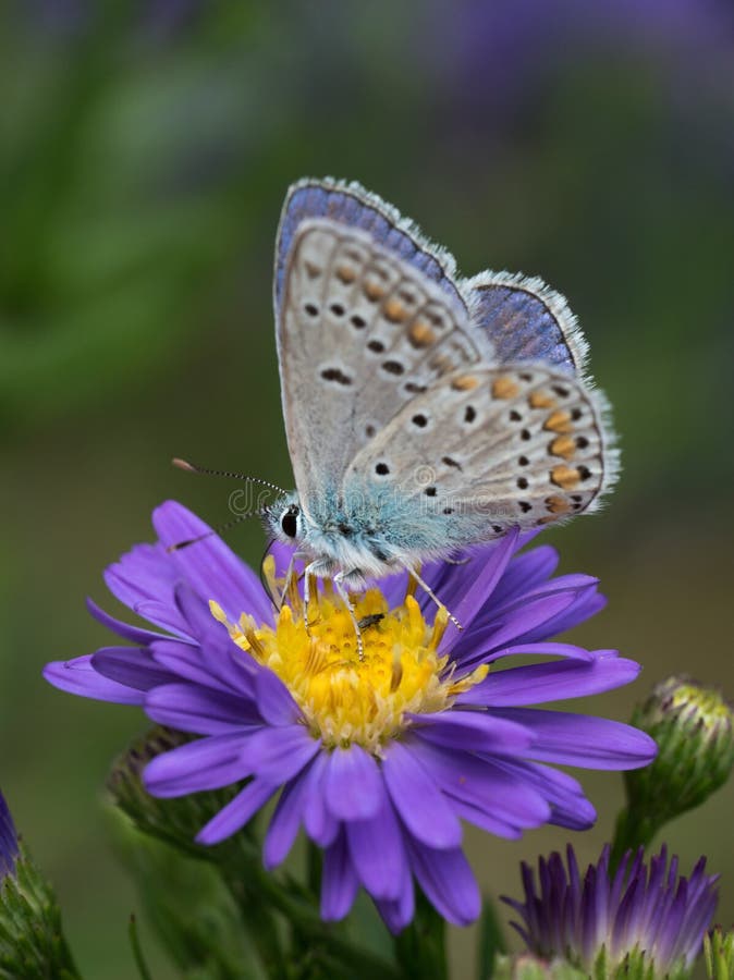 Azure Butterfly on a Purple Flower Stock Image - Image of background ...