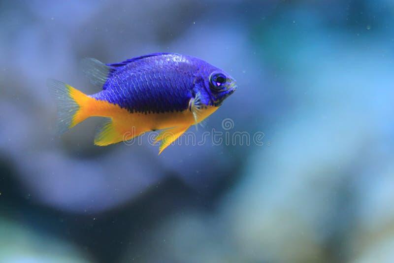 Azure damselfish stock photo. Image of hemicyanea, damselfish - 25898372