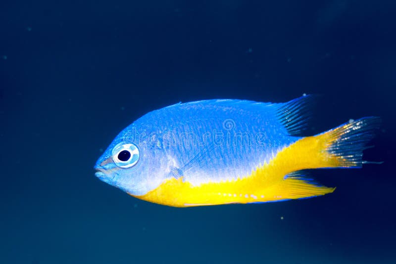 Azure damselfish stock photo. Image of hemicyanea, damselfish - 25898372