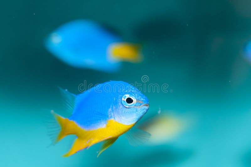 Azure Damselfish (Chrysiptera Hemicyanea) Stock Image - Image of coral ...