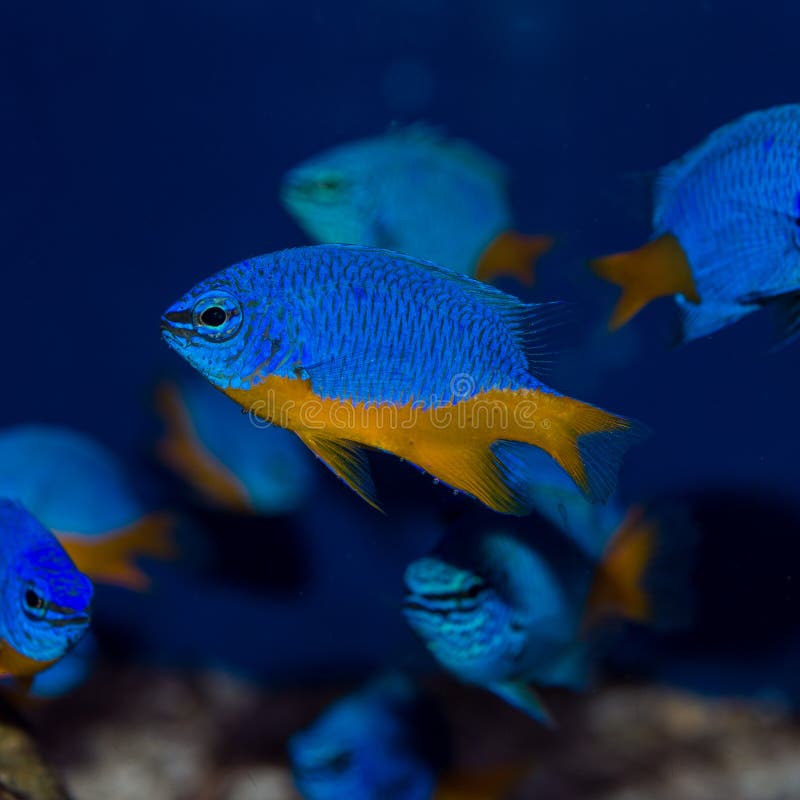 Azure Damselfish Group Chrysiptera-hemicyanea Stockbild - Bild von heck ...