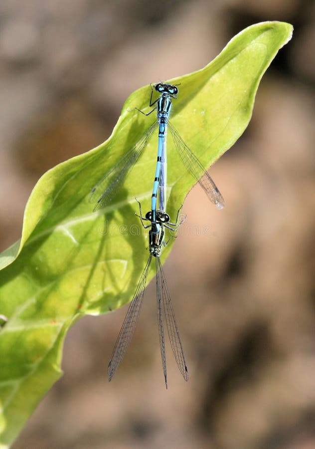 Azure Damselfly stock photo. Image of wing, dragonfly - 10773640