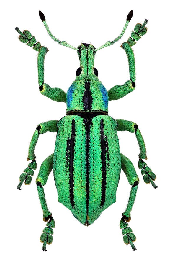 Eupholus Magnificus, a Blue Exotic Weevil Stock Photo - Image of ...