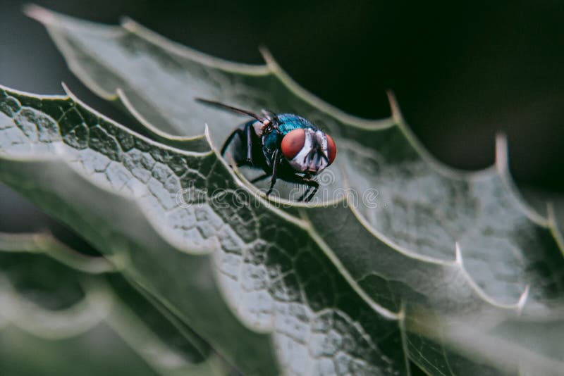 Azure fly among foliage stock image. Image of leaf, macro - 236053519