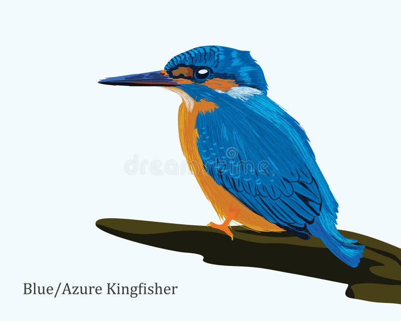 Azure Kingfisher Bird Illustration Stock Illustration - Illustration of ...