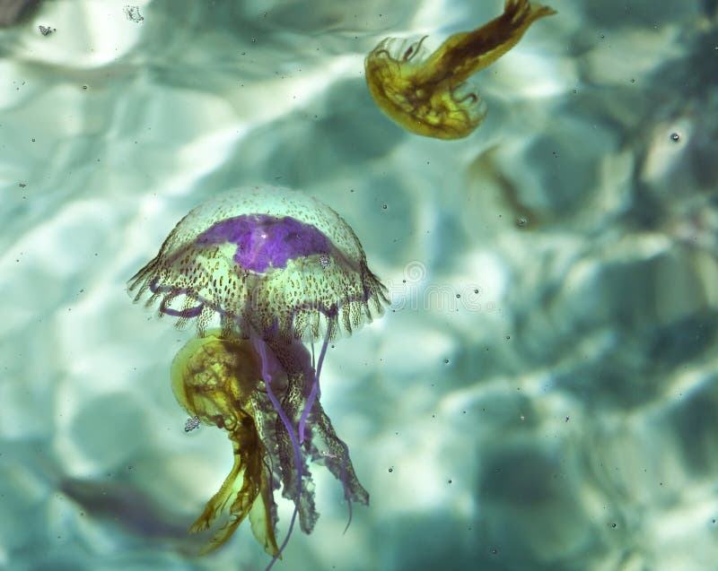 Small Medusae Stock Photos - Free & Royalty-Free Stock Photos from ...