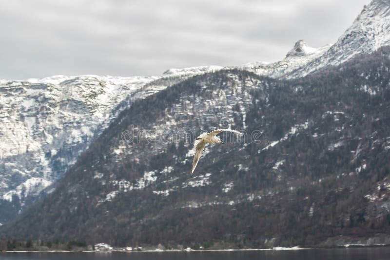 Azure Sky in Austrian Alps and Beautiful Mountains Covered with a Layer ...