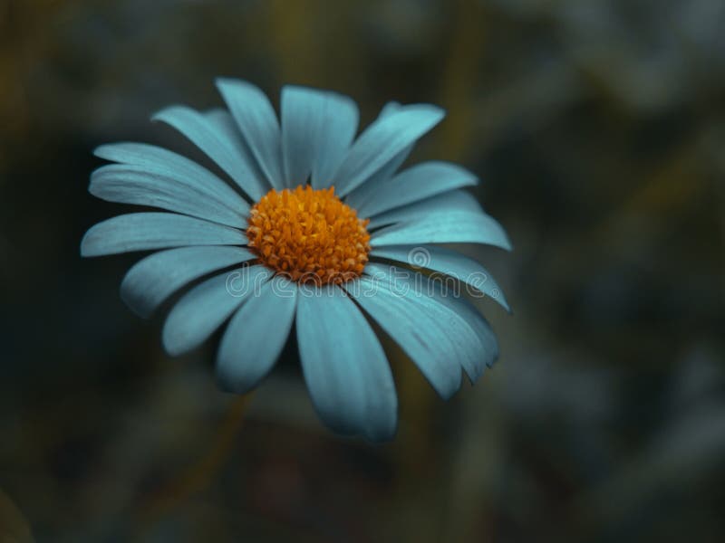 Azure tenderness stock photo. Image of macro, chamomile - 225801586