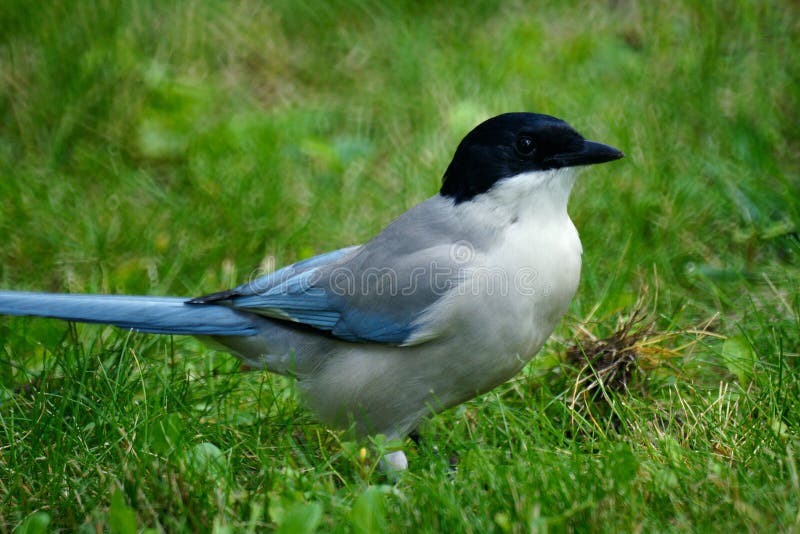Azure-winged Magpie stock photo. Image of azure, wing - 21314936