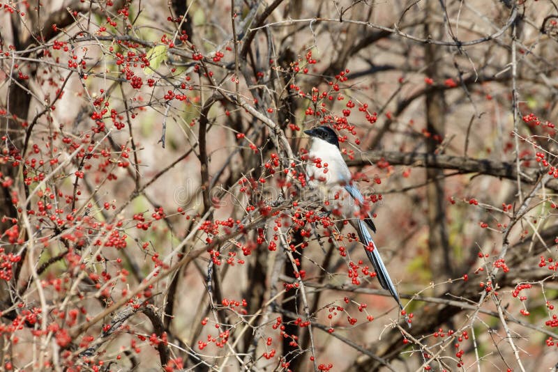 Azure winged magpie stock photo. Image of tree, magpie - 110895616