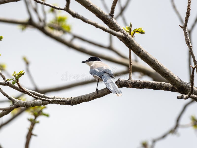 Azure-winged Magpie Perched on a Tree Branch Stock Photo - Image of ...