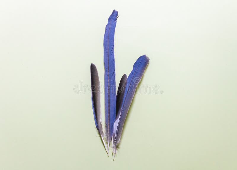 Azure-winged Magpie Set of Feather Stock Photo - Image of color ...