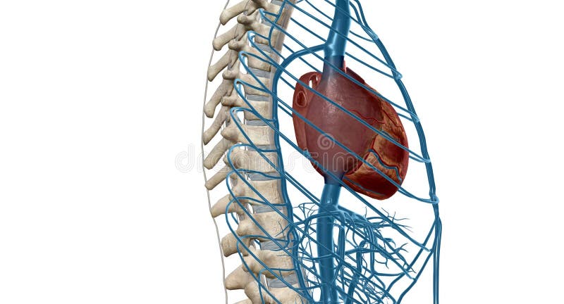 The Azygos Venous System is Located on Either Side of the Verteb Stock ...