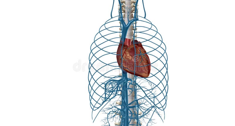 The Azygos Venous System is Located on Either Side of the Verteb Stock ...