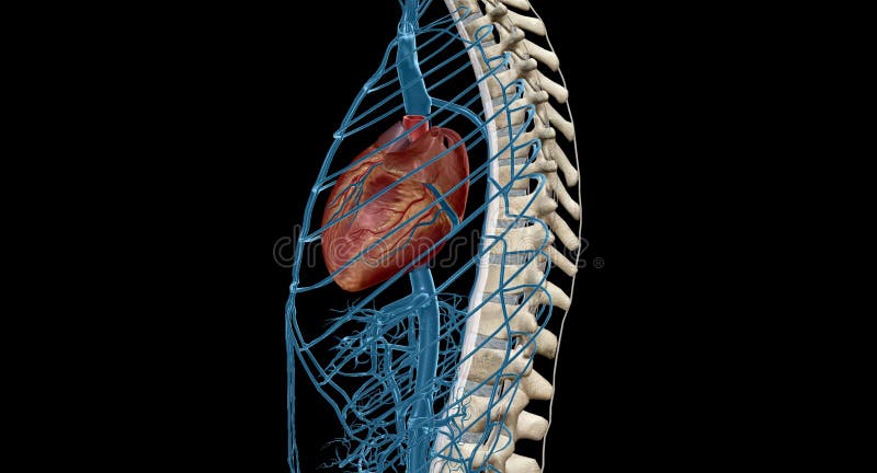 The Azygos Venous System is Located on Either Side of the Verteb Stock ...