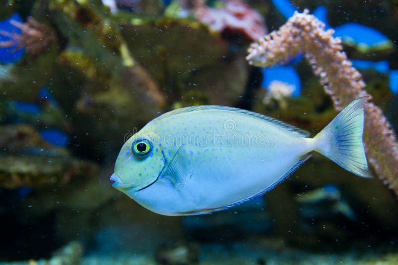 Azzurro E Pesci Macchiati Colore Giallo Immagine Stock - Immagine di ...