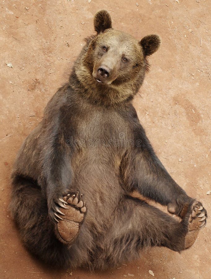 Sitzender brauner Bär stockfoto. Bild von tier, bär, flaumig - 26477574
