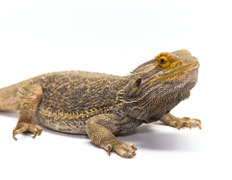 Bartagame auf Weiß stockbild. Bild von hintergrund, gesicht - 8530545