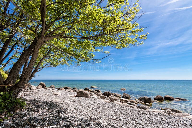 Bäume auf Ufer der Ostsee stockfoto. Bild von pommern - 51847744
