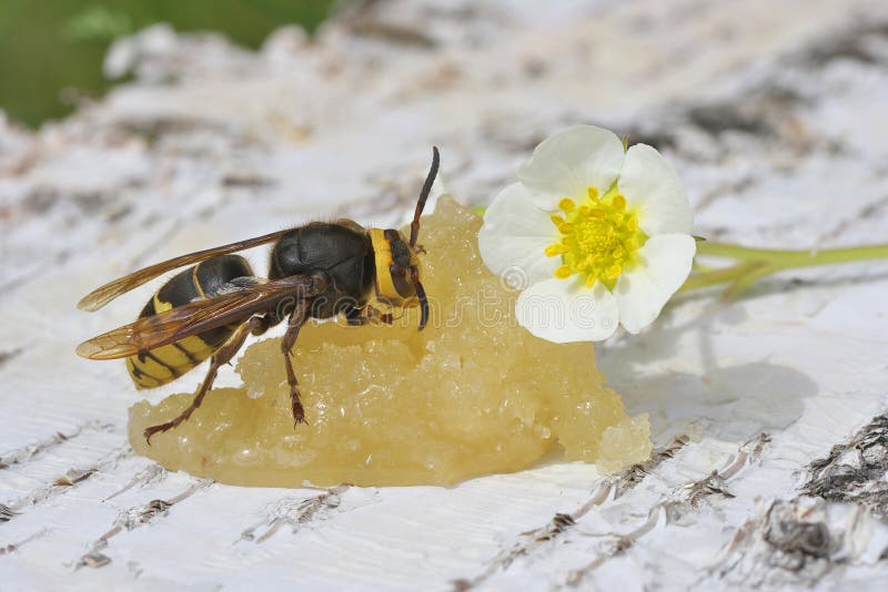 Bålgetingen äter honung fotografering för bildbyråer. Bild av natur ...