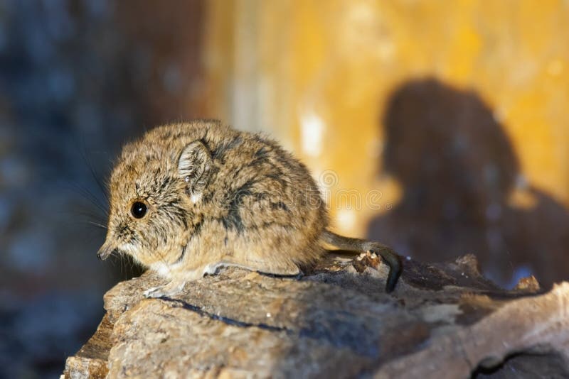 1,126 Musaraigne Photos libres de droits et gratuites de Dreamstime