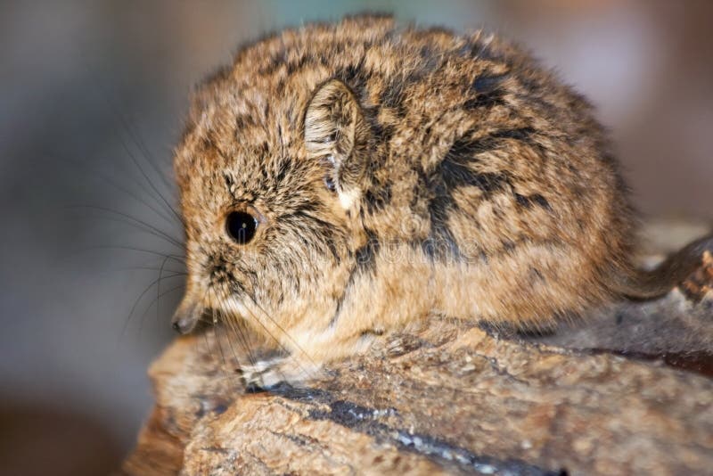 Musaraigne Rufous D'éléphant Photo stock - Image du éléphant, animal ...