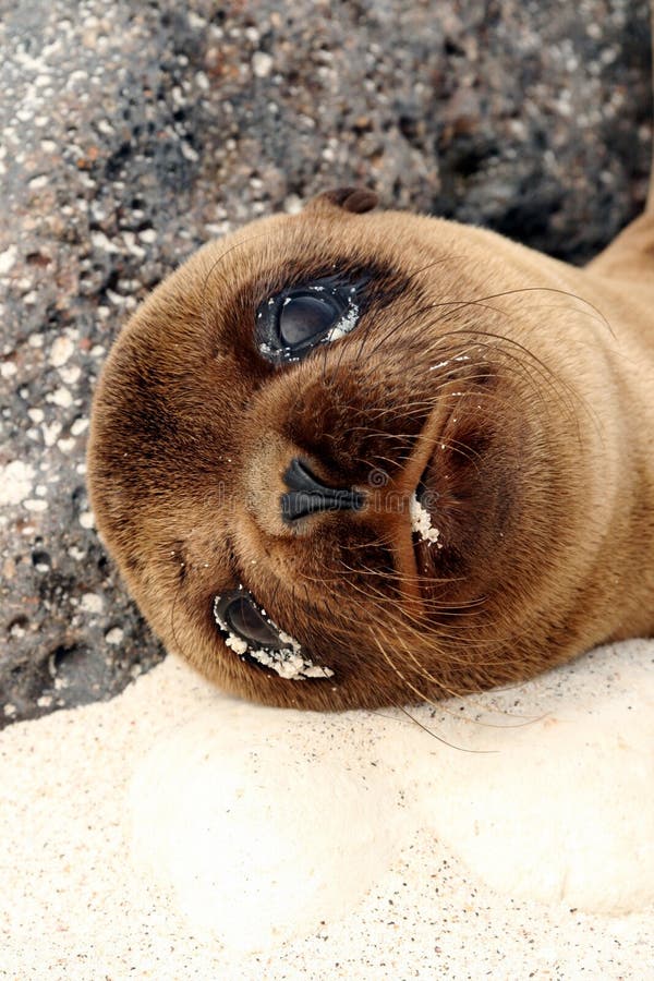 Bébé phoque image stock. Image du duvet, océan, chiot - 12292833