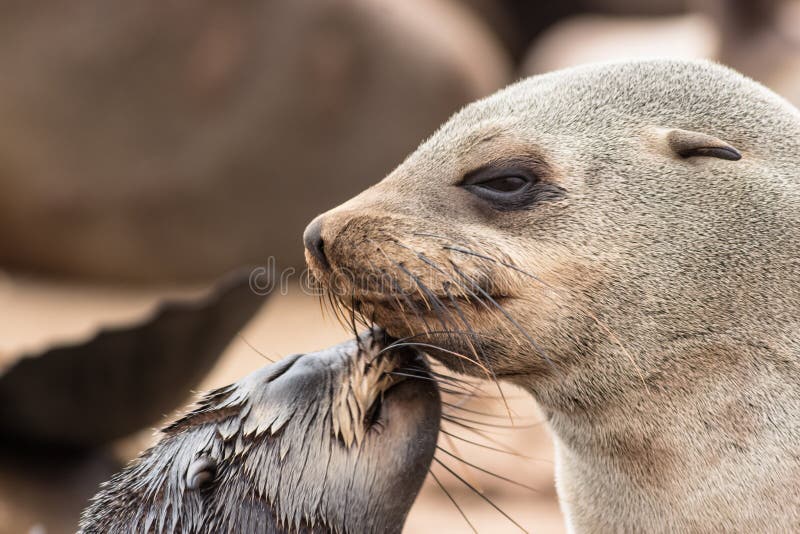 Bébé phoque avec sa mère image stock. Image du course - 187652447