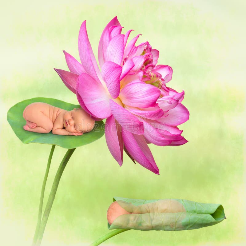 Bébés De Sommeil En Fleur De Lotus Image stock - Image du fleurs ...