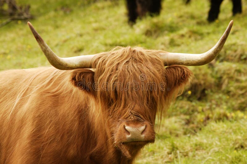 Vache écossaise Des Highlands Photo stock - Image du nature, montagnes ...