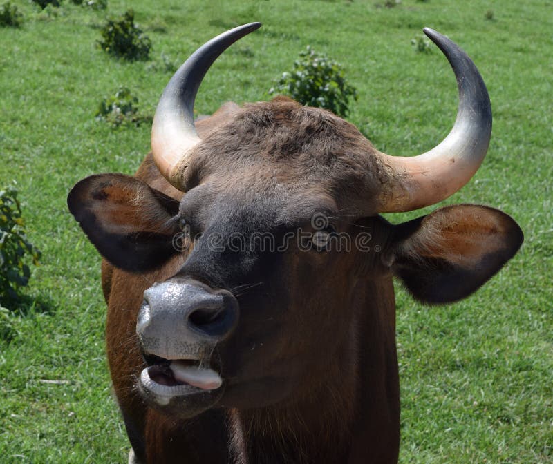 Gaur femelle image stock. Image du muscle, femelle, sauvage - 1533497