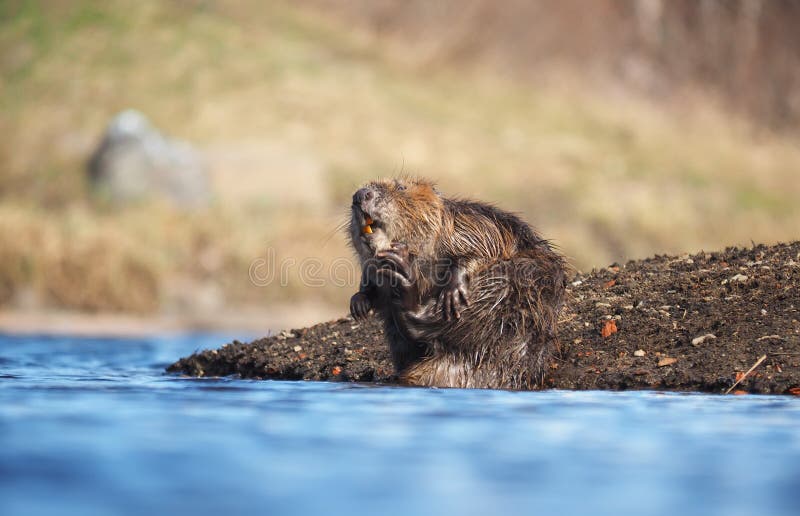 Bóbr tama na rzece zdjęcie stock. Obraz złożonej z zachowanie - 31741234